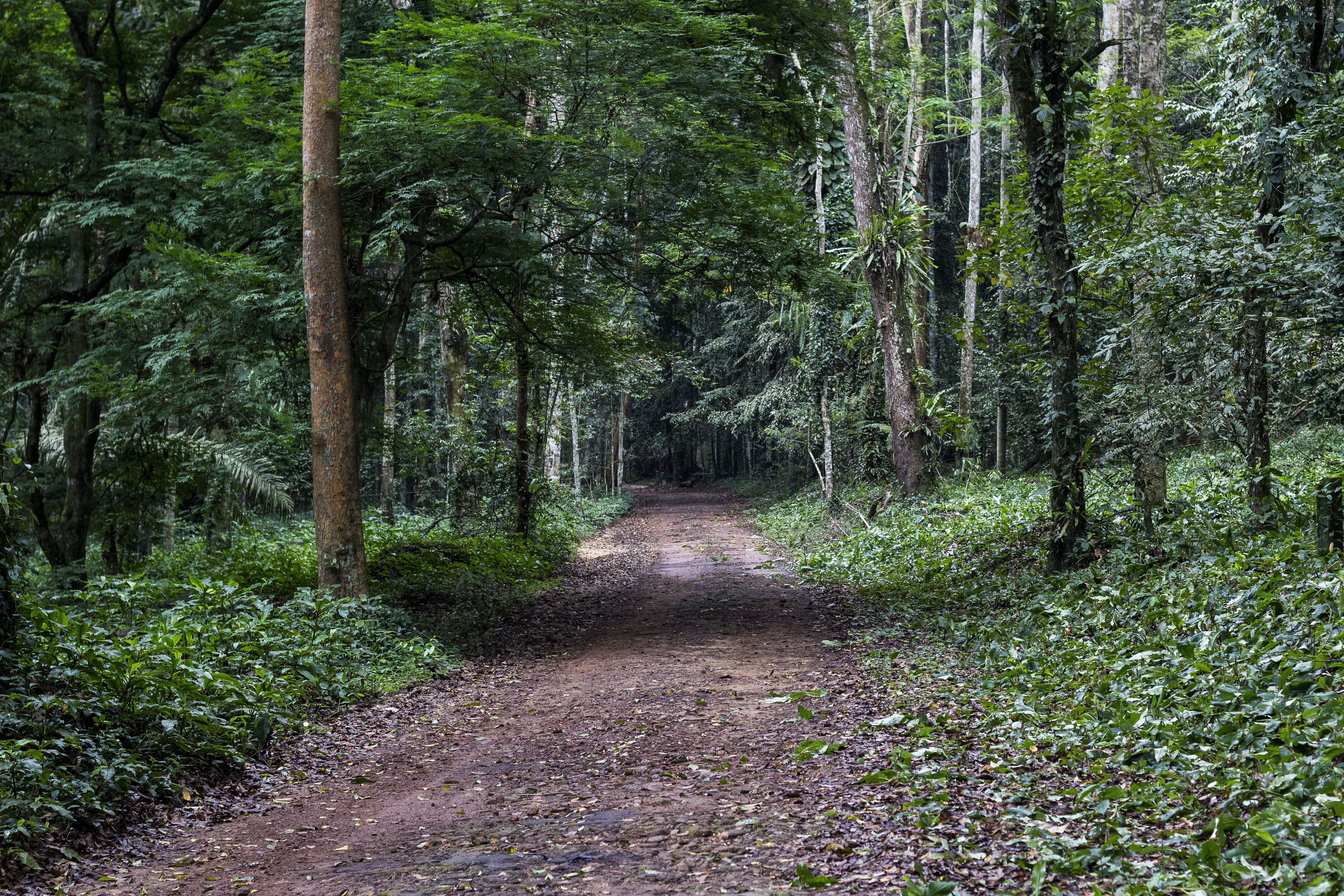 Parc national du Banco à Abidjan : escapade nature dans la ville