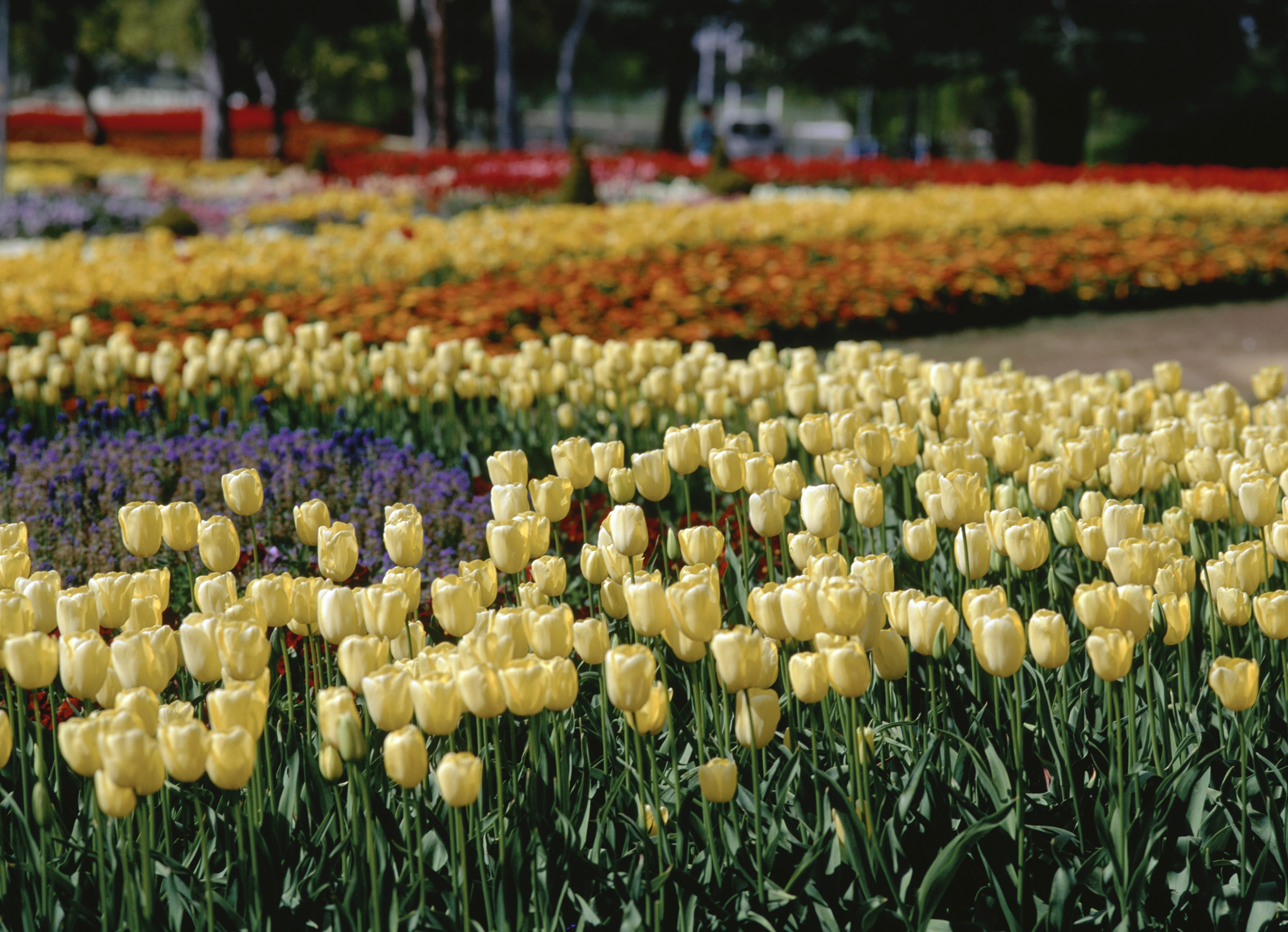 Guide to Floriade: Canberra’s Flower Festival 2025